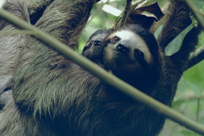 Future Engineers :: Future Creatures Challenge :: Gallery :: Armored ...