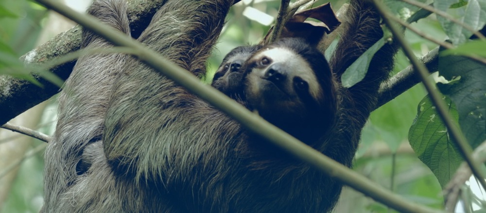 Future Engineers :: Future Creatures Challenge