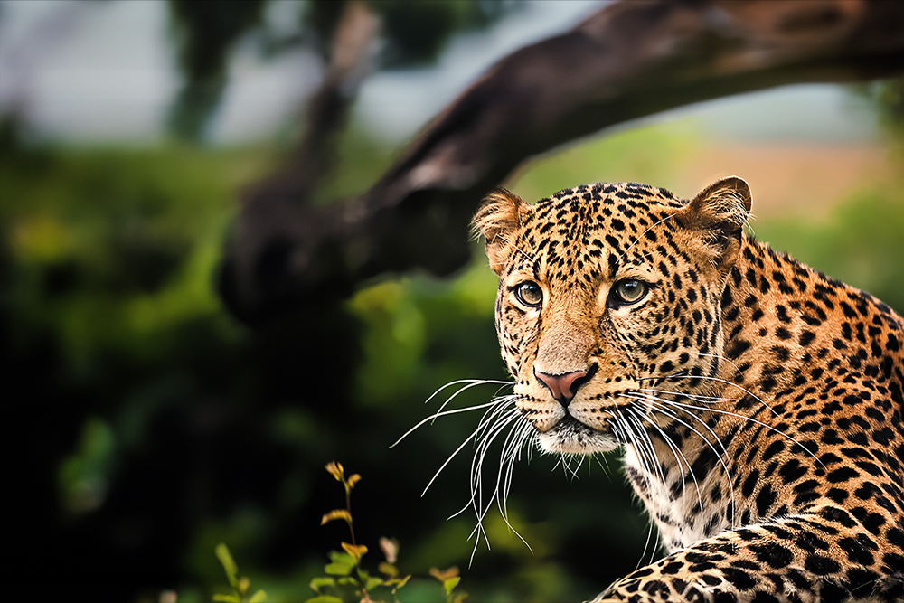 Future Engineers :: Future Creatures Challenge :: Gallery :: Jaguars ...