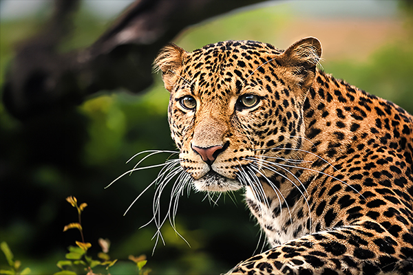 Future Engineers :: Future Creatures Challenge :: Gallery :: Pink River ...