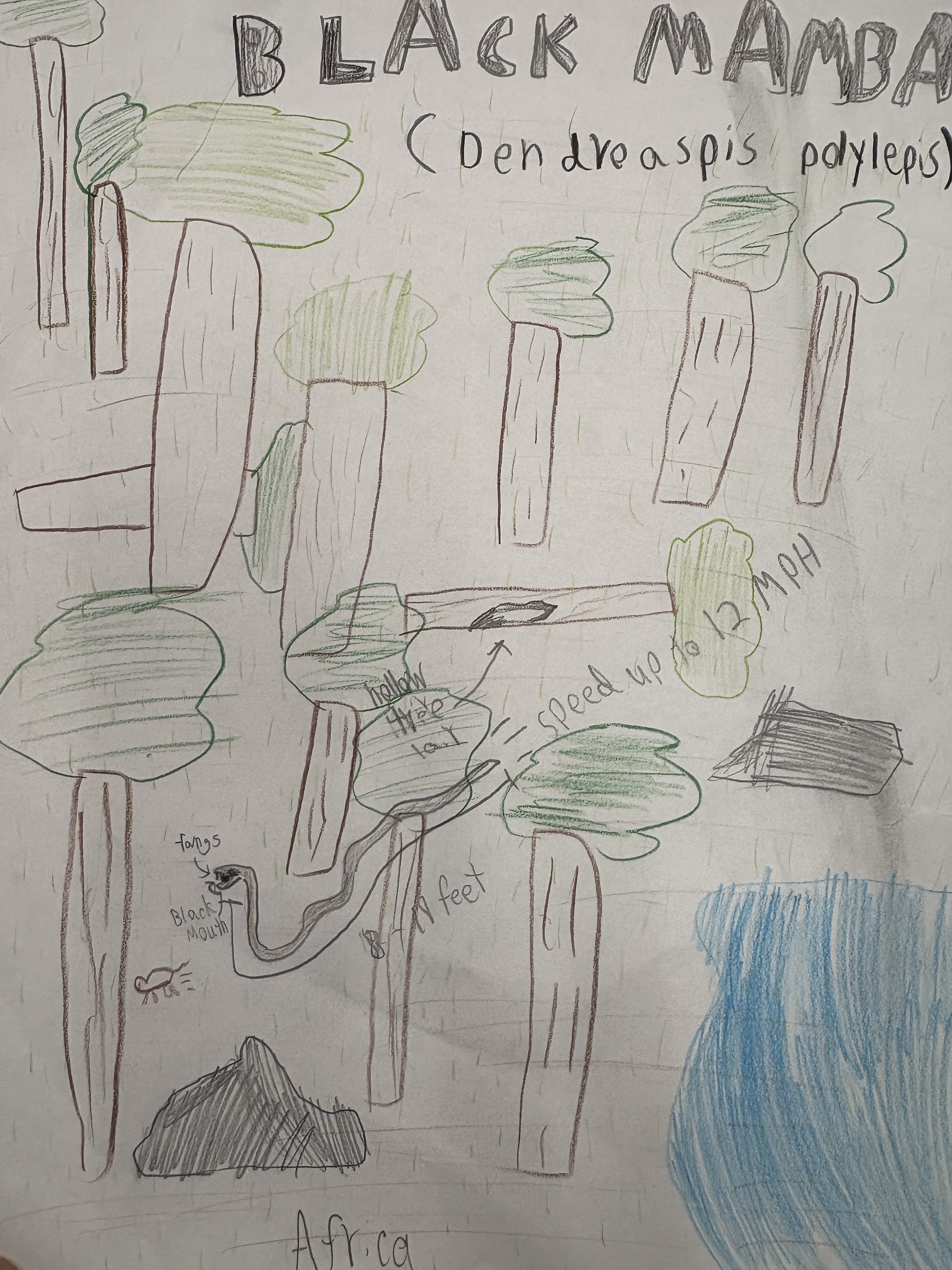 Future Engineers :: Future Creatures Challenge :: Gallery :: Black Mamba