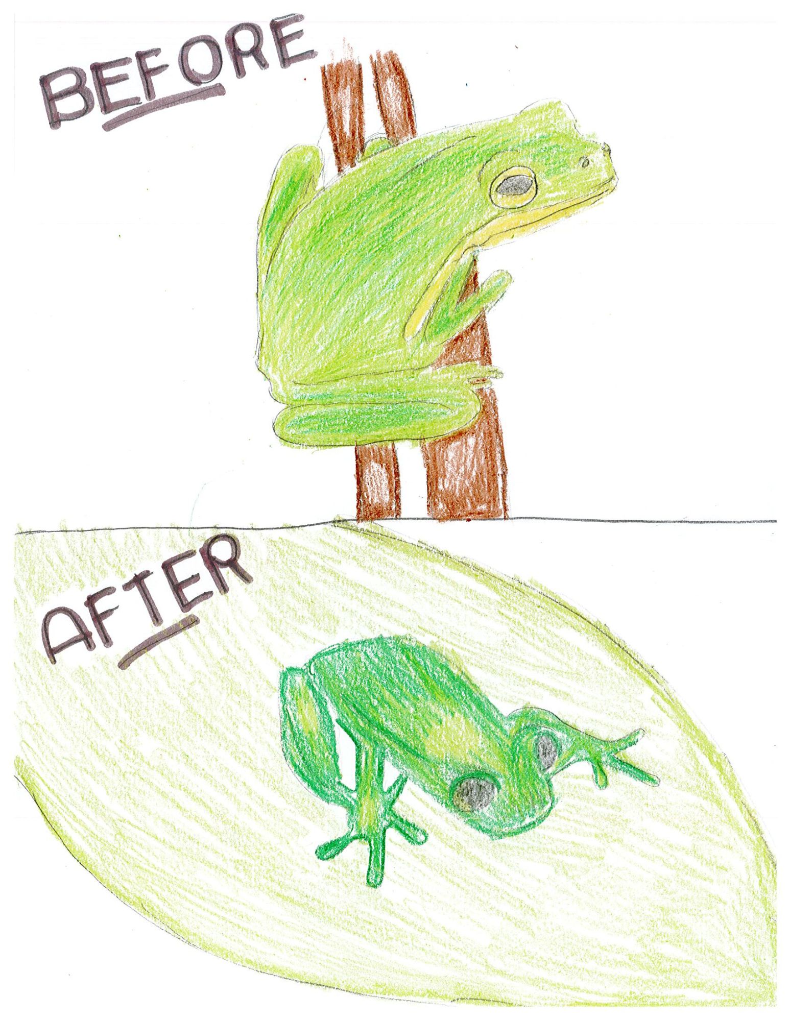 Future Engineers :: Future Creatures Challenge :: Gallery :: Tree Frog